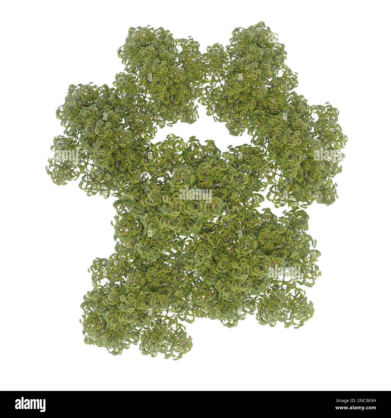 group of trees, top view, isolated on white background, 3D illustration ...