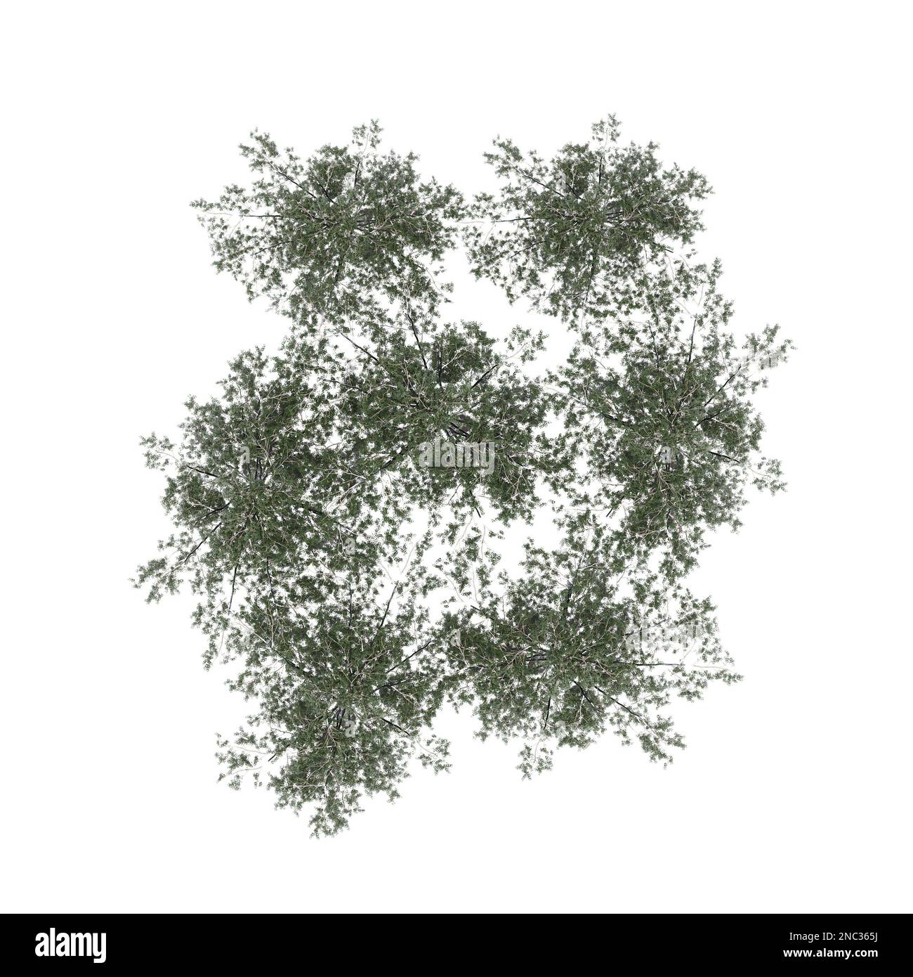 group of trees, top view, isolated on white background, 3D illustration ...