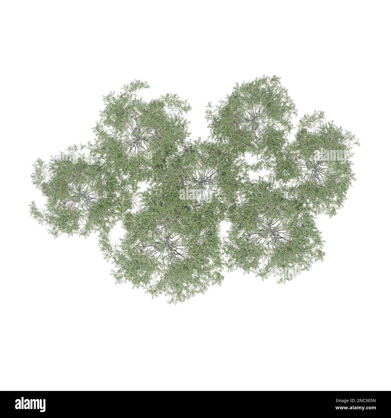 group of trees, top view, isolated on white background, 3D illustration ...