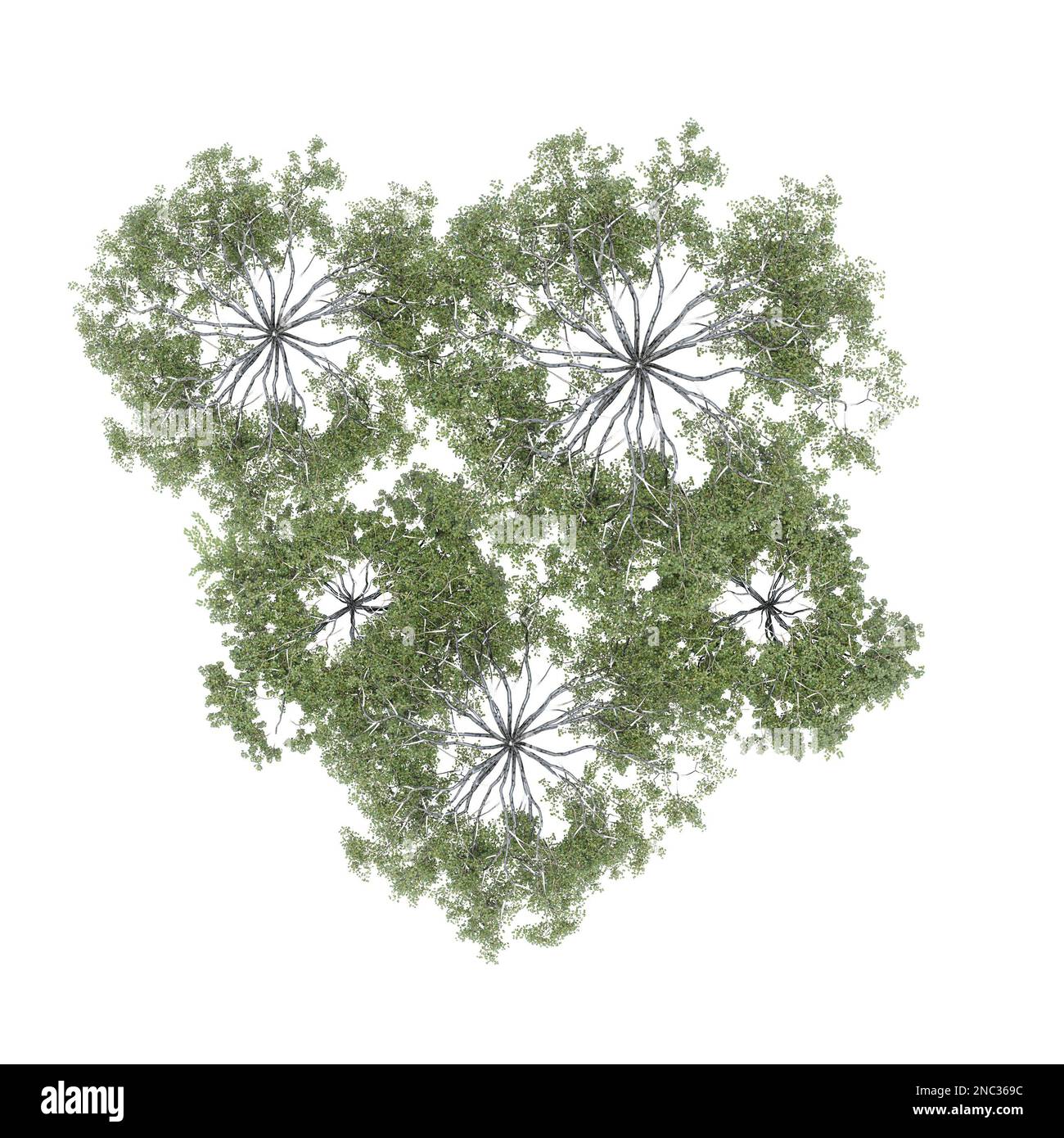 group of trees, top view, isolated on white background, 3D illustration ...