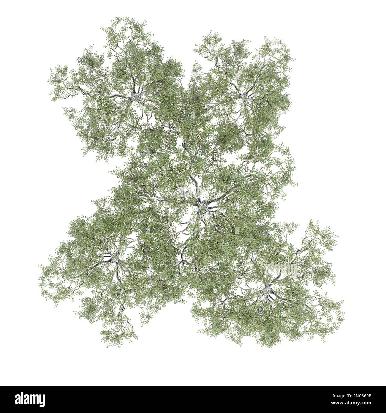 group of trees, top view, isolated on white background, 3D illustration ...