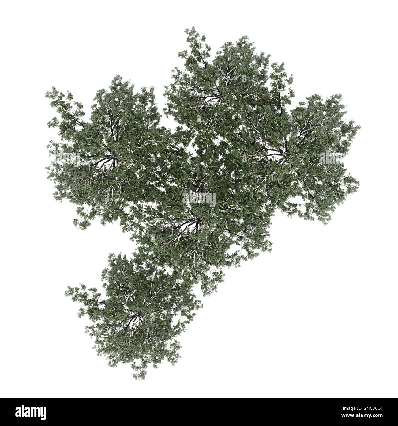 group of trees, top view, isolated on white background, 3D illustration ...