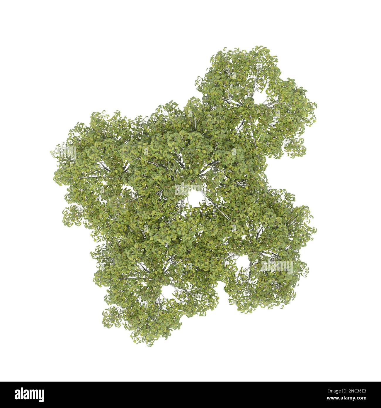 group of trees, top view, isolated on white background, 3D illustration ...