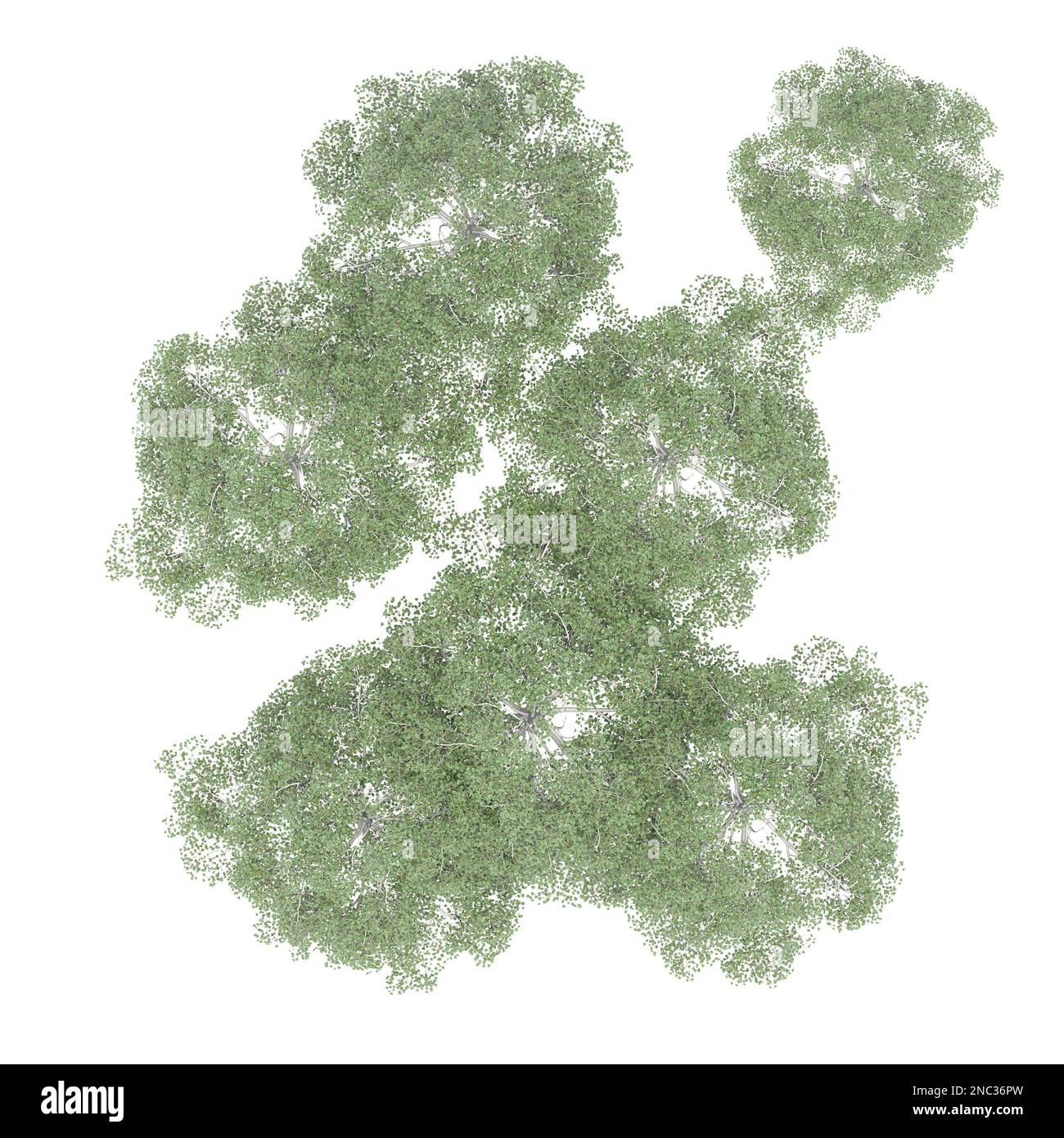 group of trees, top view, isolated on white background, 3D illustration ...