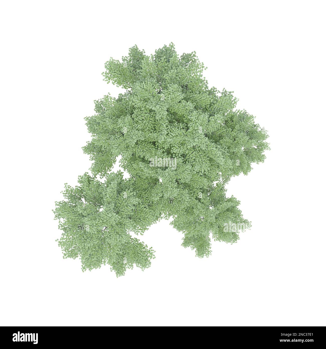 group of trees, top view, isolated on white background, 3D illustration ...