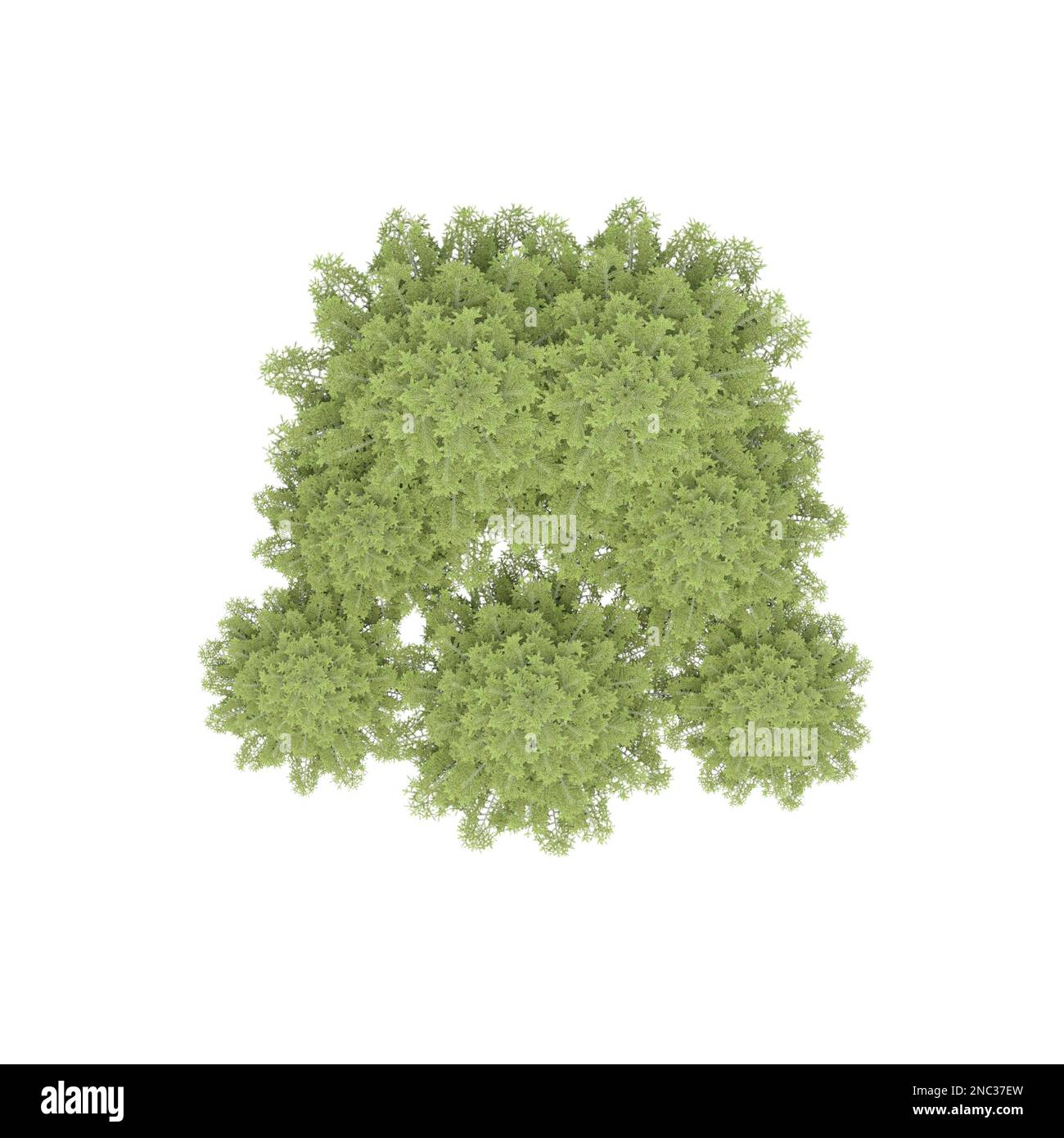 group of trees, top view, isolated on white background, 3D illustration ...