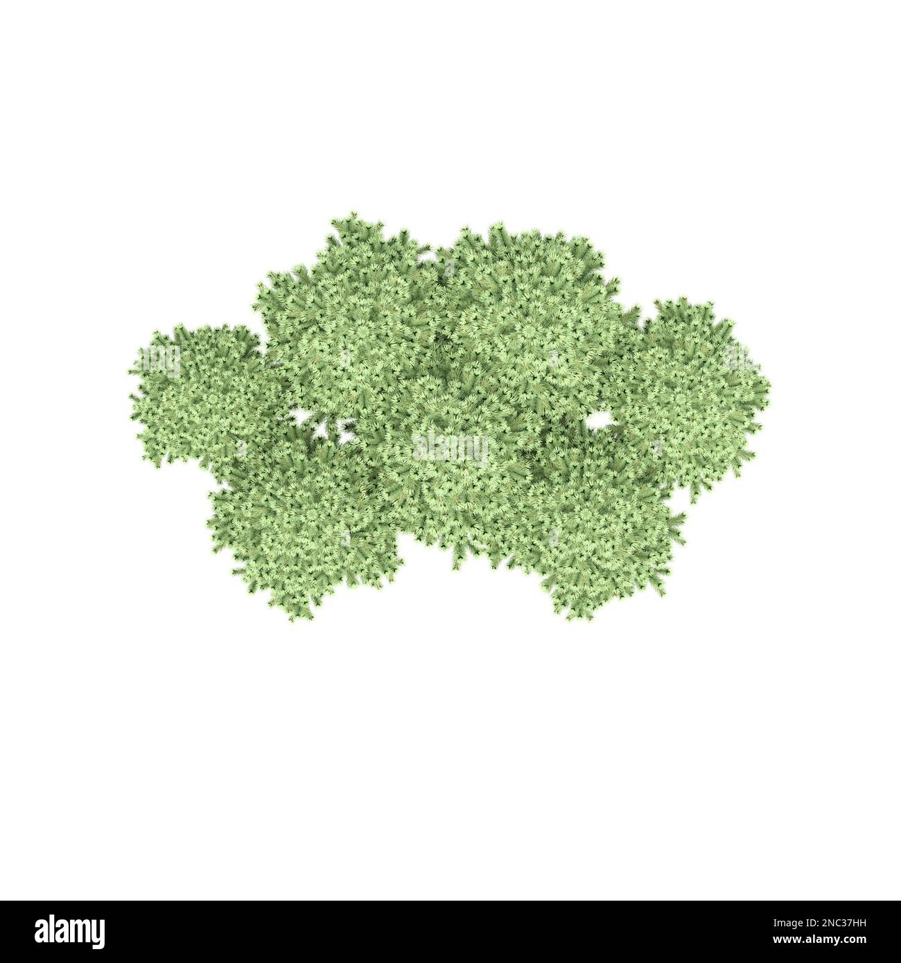 group of trees, top view, isolated on white background, 3D illustration ...