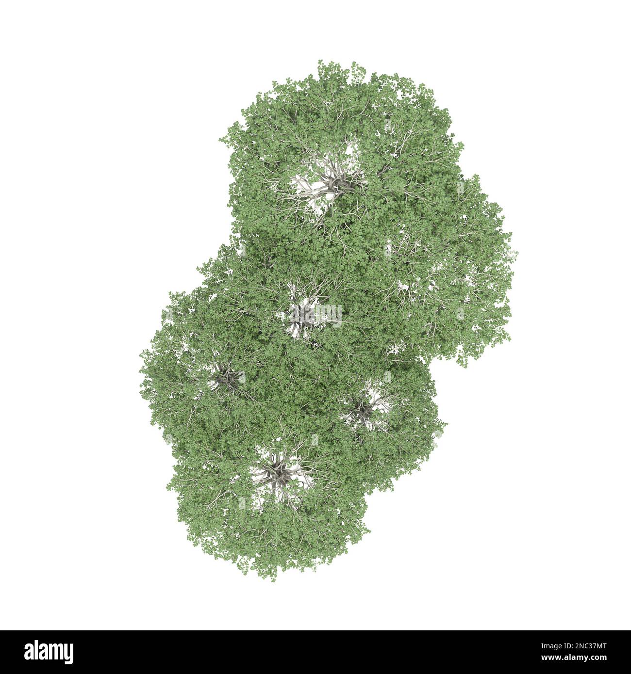 group of trees, top view, isolated on white background, 3D illustration ...