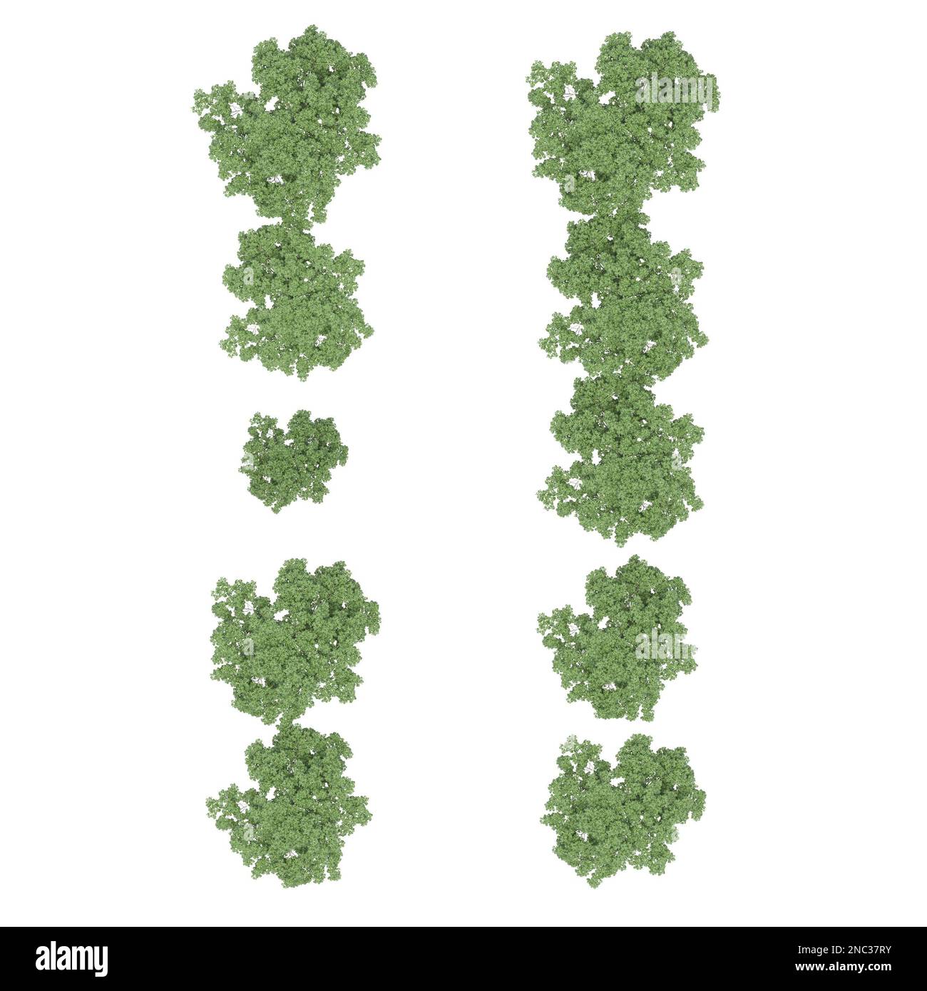 group of trees, top view, isolated on white background, 3D illustration ...