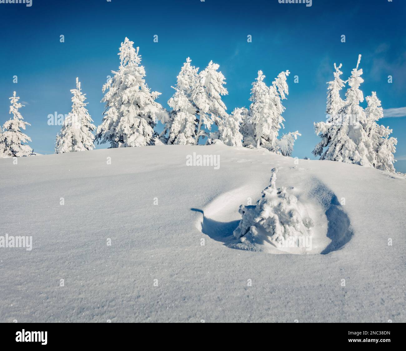 Untouched winter landscape. Sunny morning view of Carpathian mountains ...