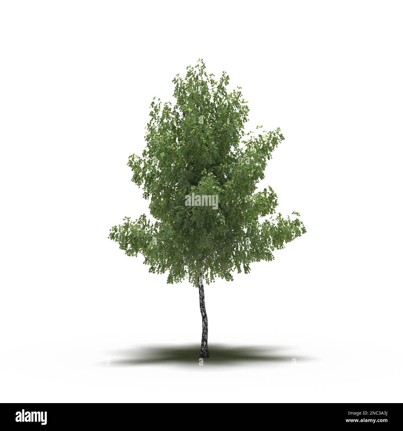 large tree with a shadow under it, isolated on white background, 3D ...