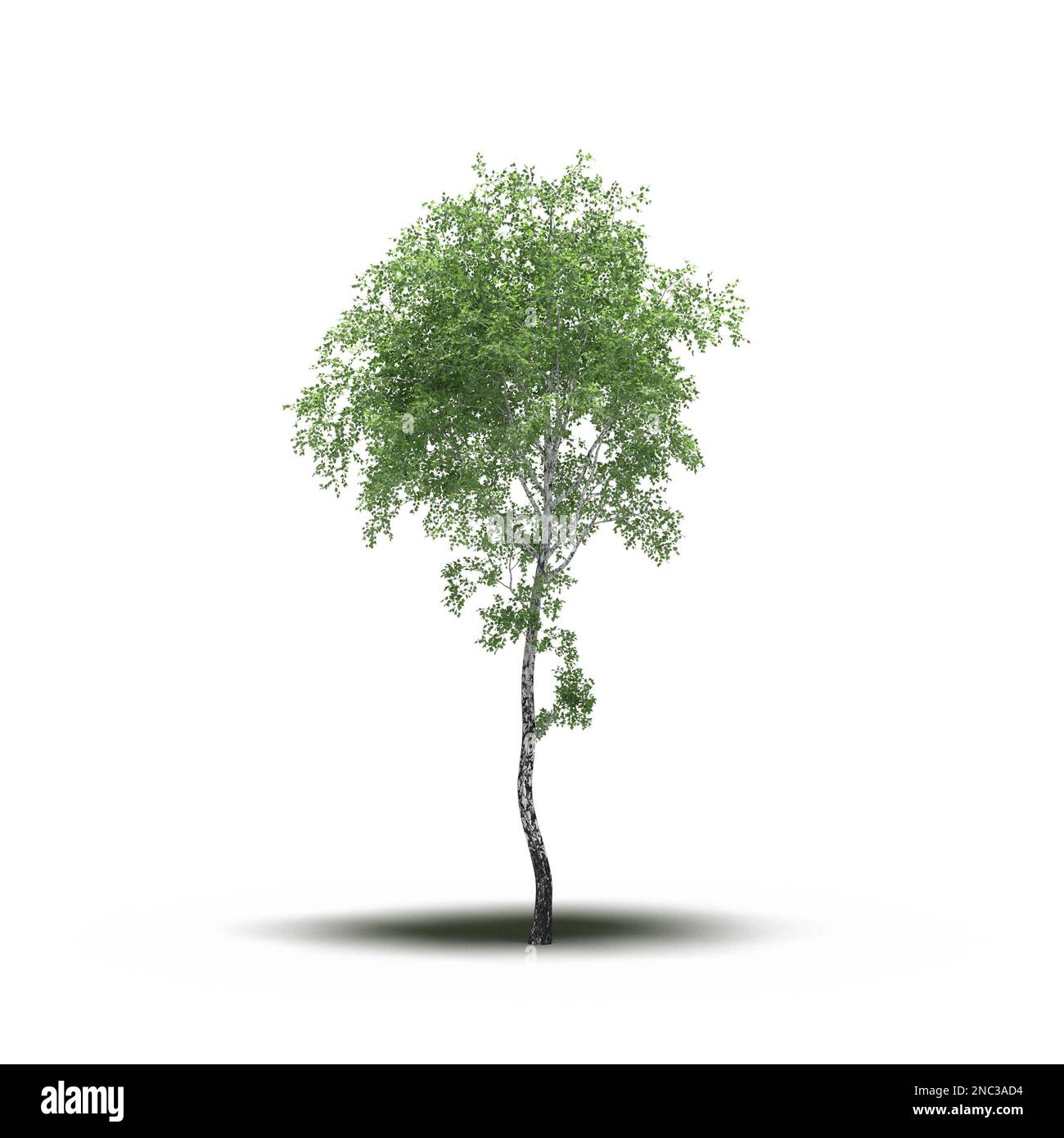 large tree with a shadow under it, isolated on white background, 3D ...