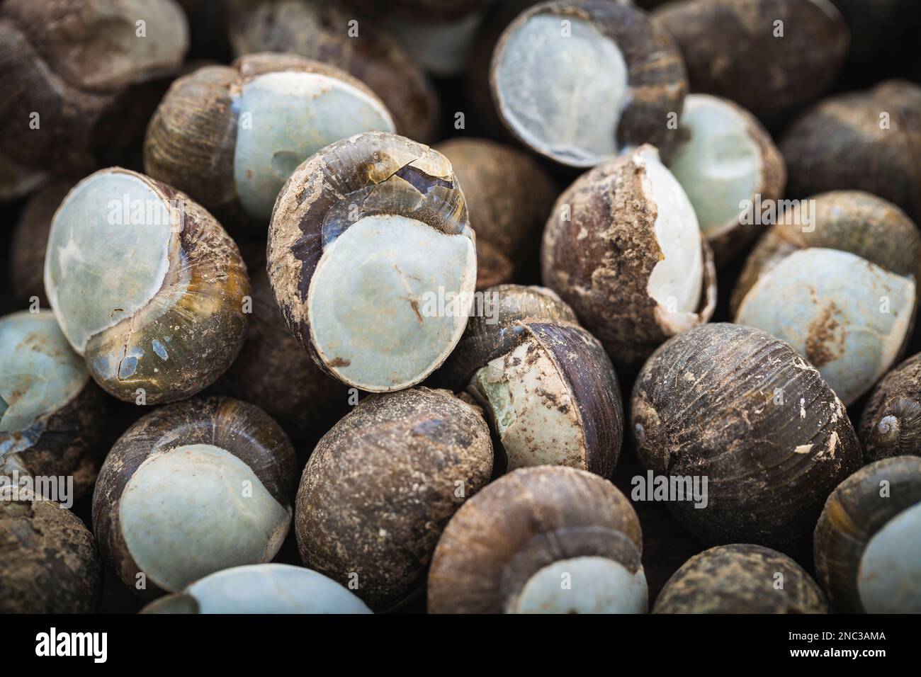 Land snails, raw and closed to cook to eat. close up Stock Photo - Alamy