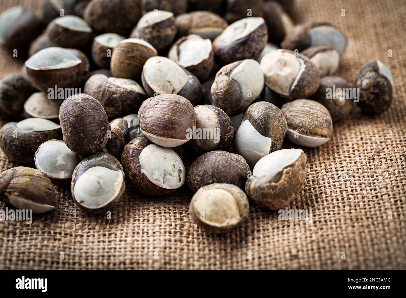 Land snails, raw and closed to cook to eat. close up Stock Photo - Alamy
