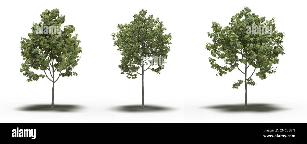 large tree with a shadow under it, isolated on white background, 3D ...