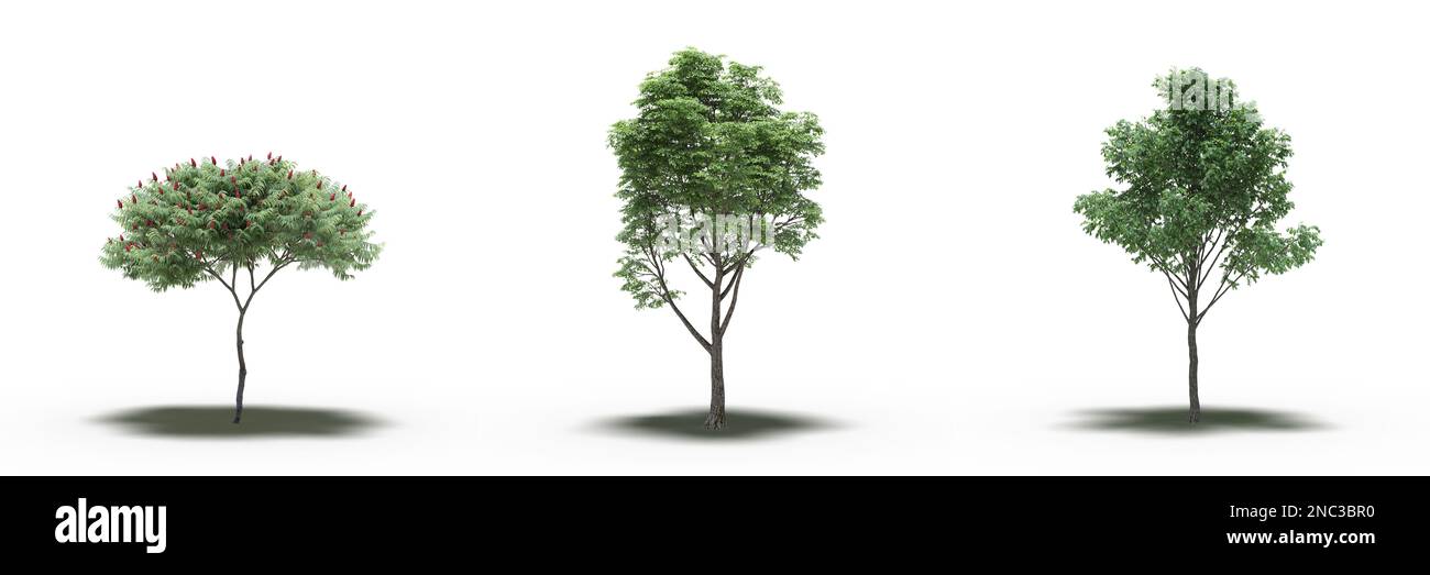 large tree with a shadow under it, isolated on white background, 3D ...