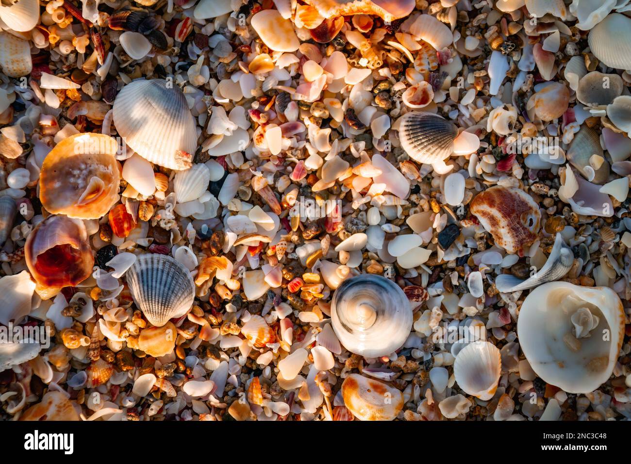 An aerial top view of colorful seashells on the coast of a sea ...