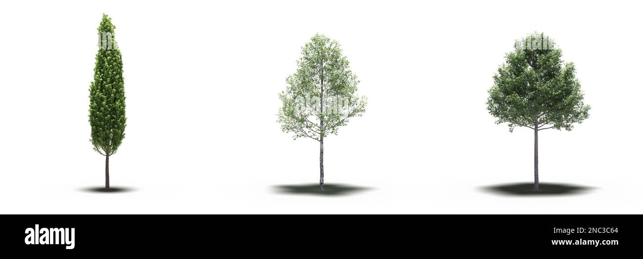large tree with a shadow under it, isolated on white background, 3D ...