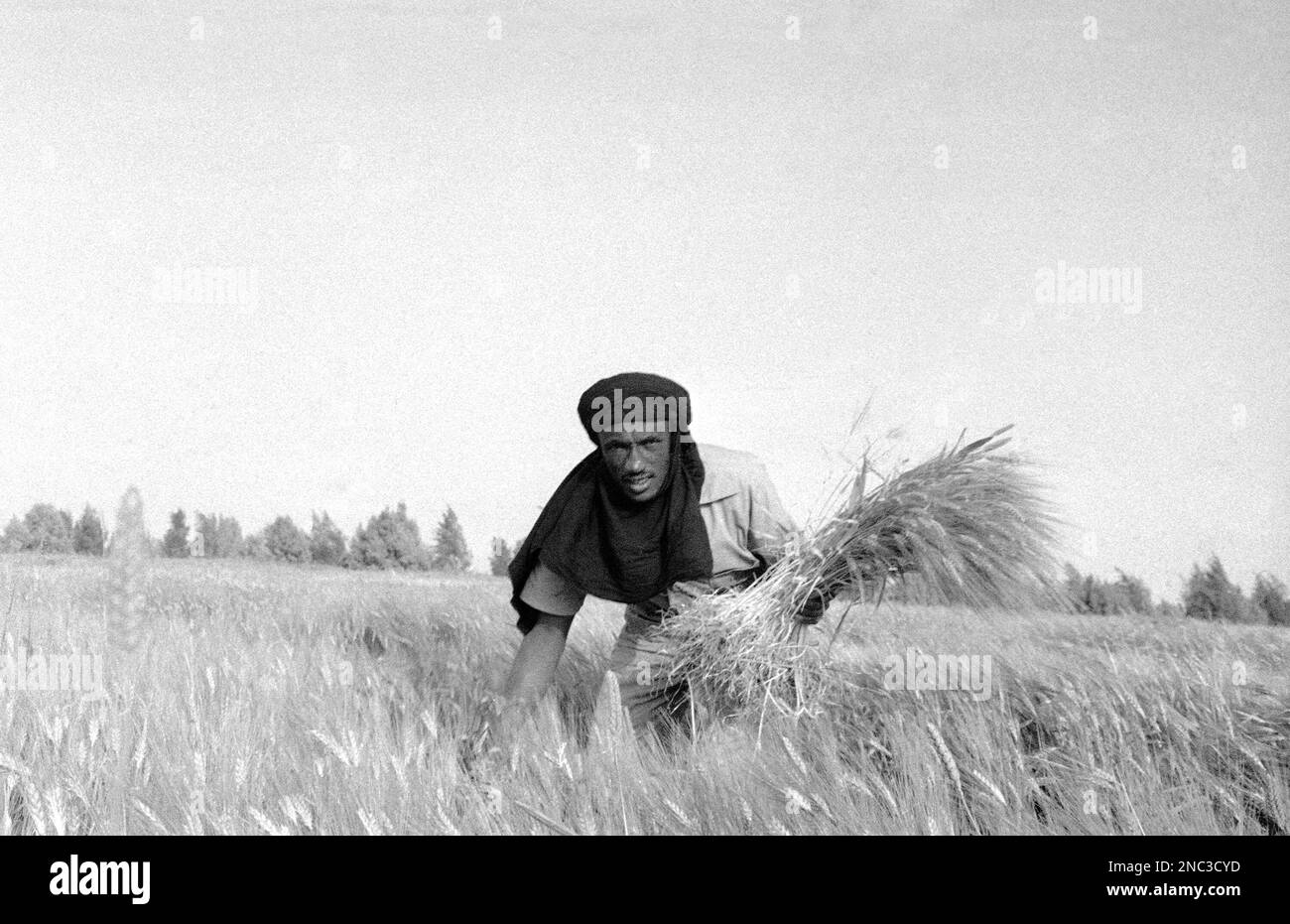 A Tuareg tribesmen harvests wheat in an agricultural project at Ubari ...