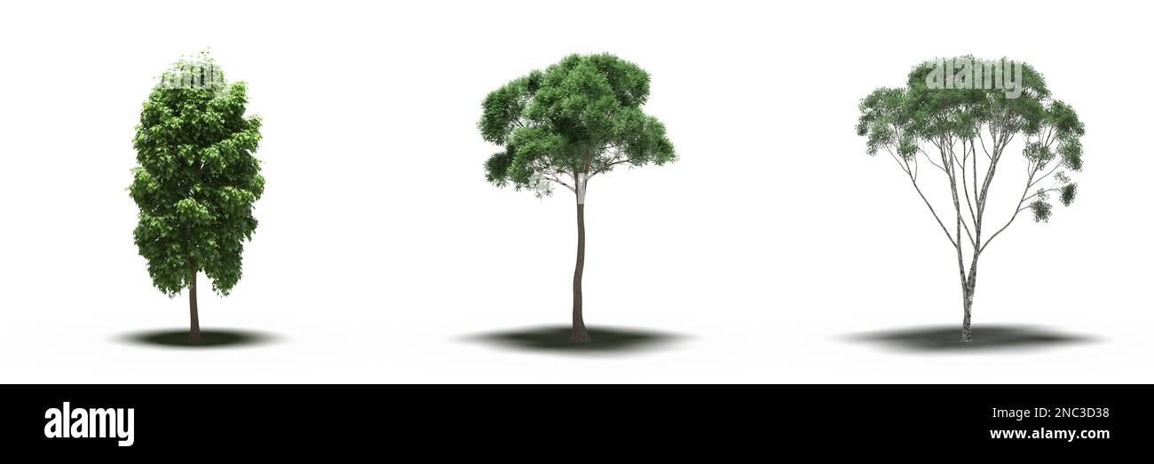 large tree with a shadow under it, isolated on white background, 3D ...