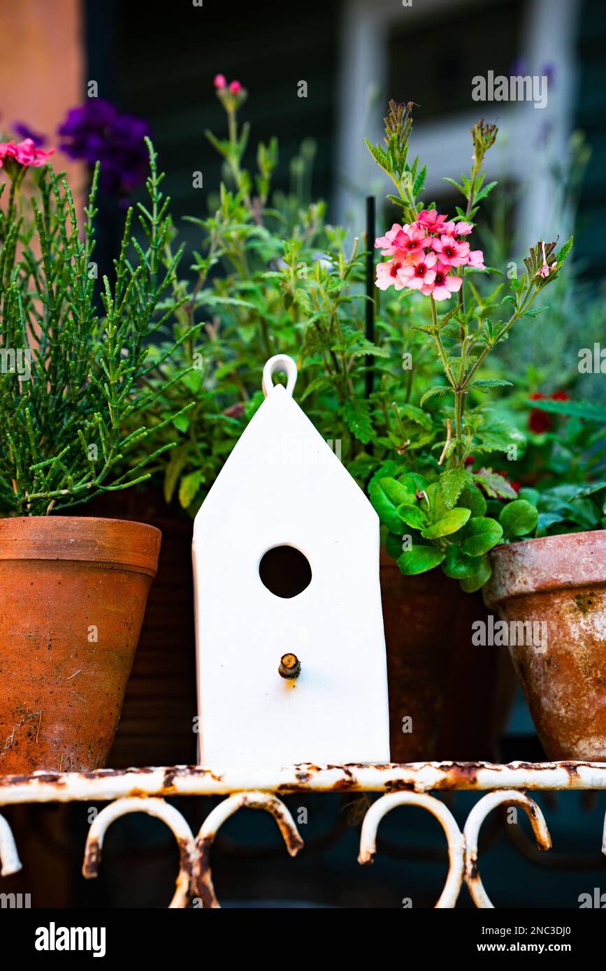 Small fern uk garden hi-res stock photography and images - Alamy