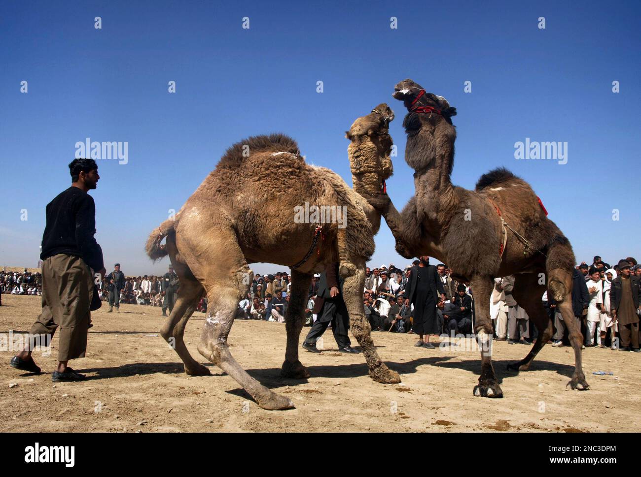 Two camels challenge each other during a camel-fighting event in Mazar ...