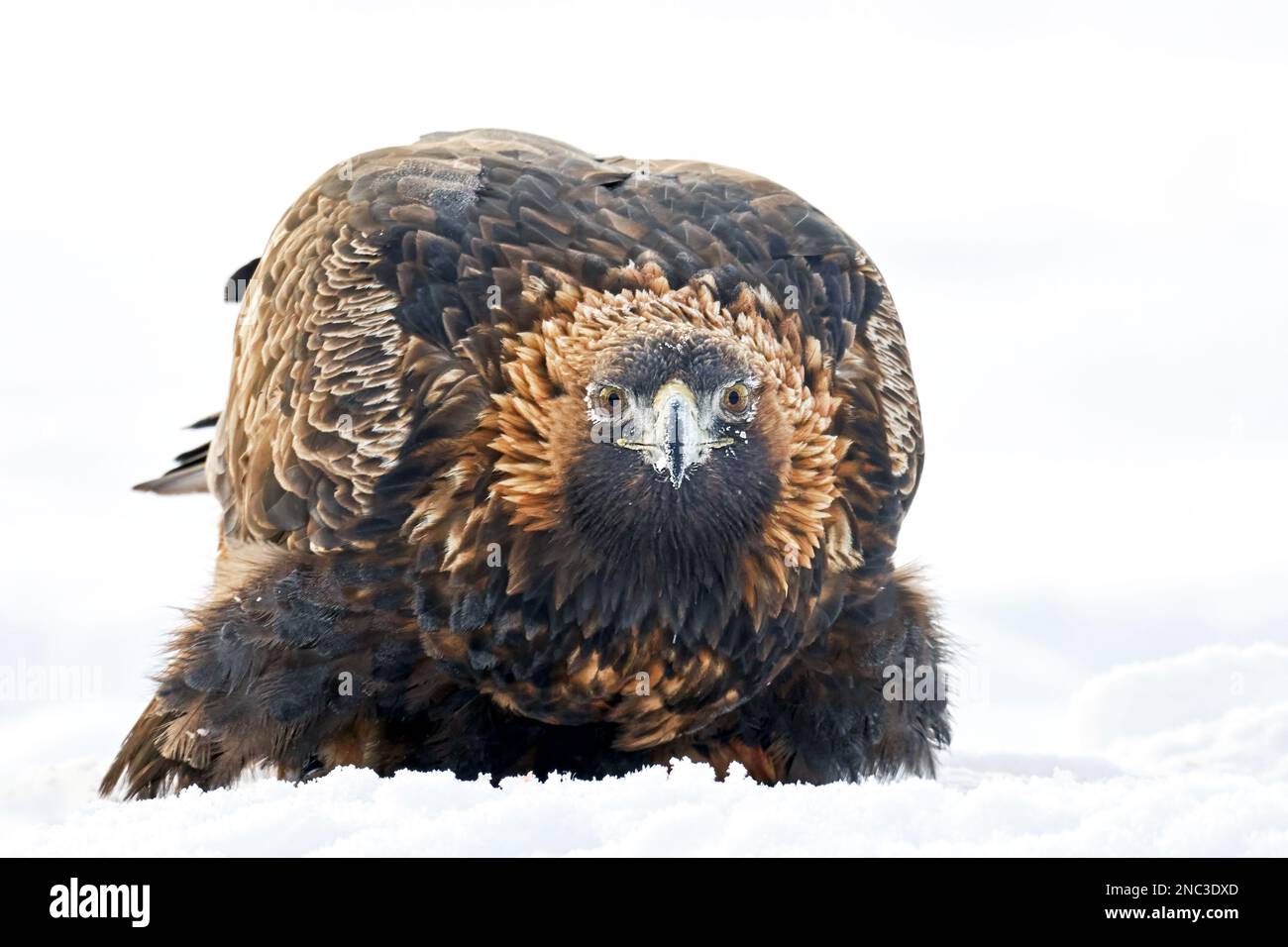 Golden eagle in its natural environment Stock Photo - Alamy
