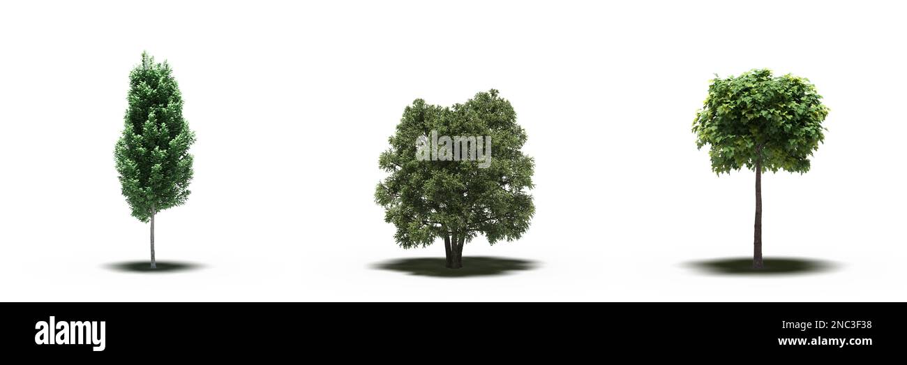 large tree with a shadow under it, isolated on white background, 3D ...