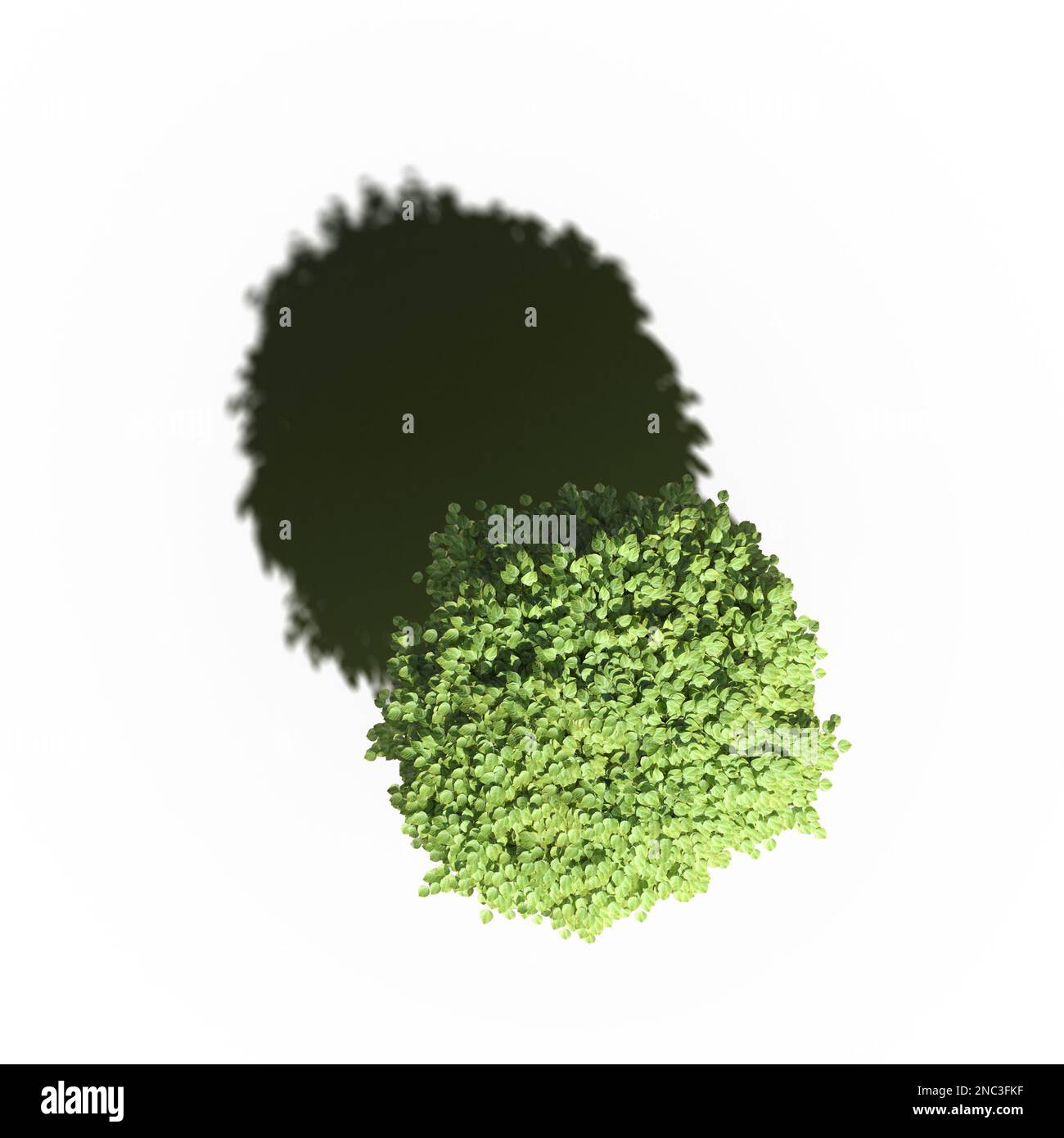 tree with a shadow under it, top view, isolated on white background, 3D ...