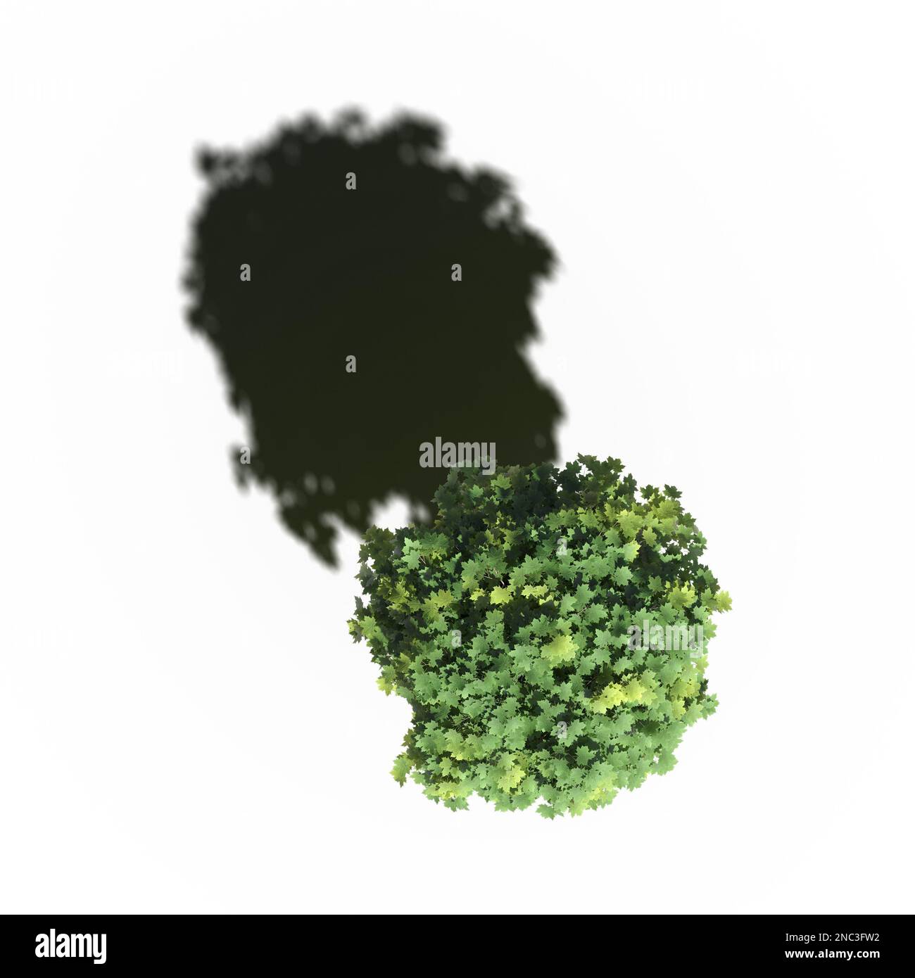 tree with a shadow under it, top view, isolated on white background, 3D ...