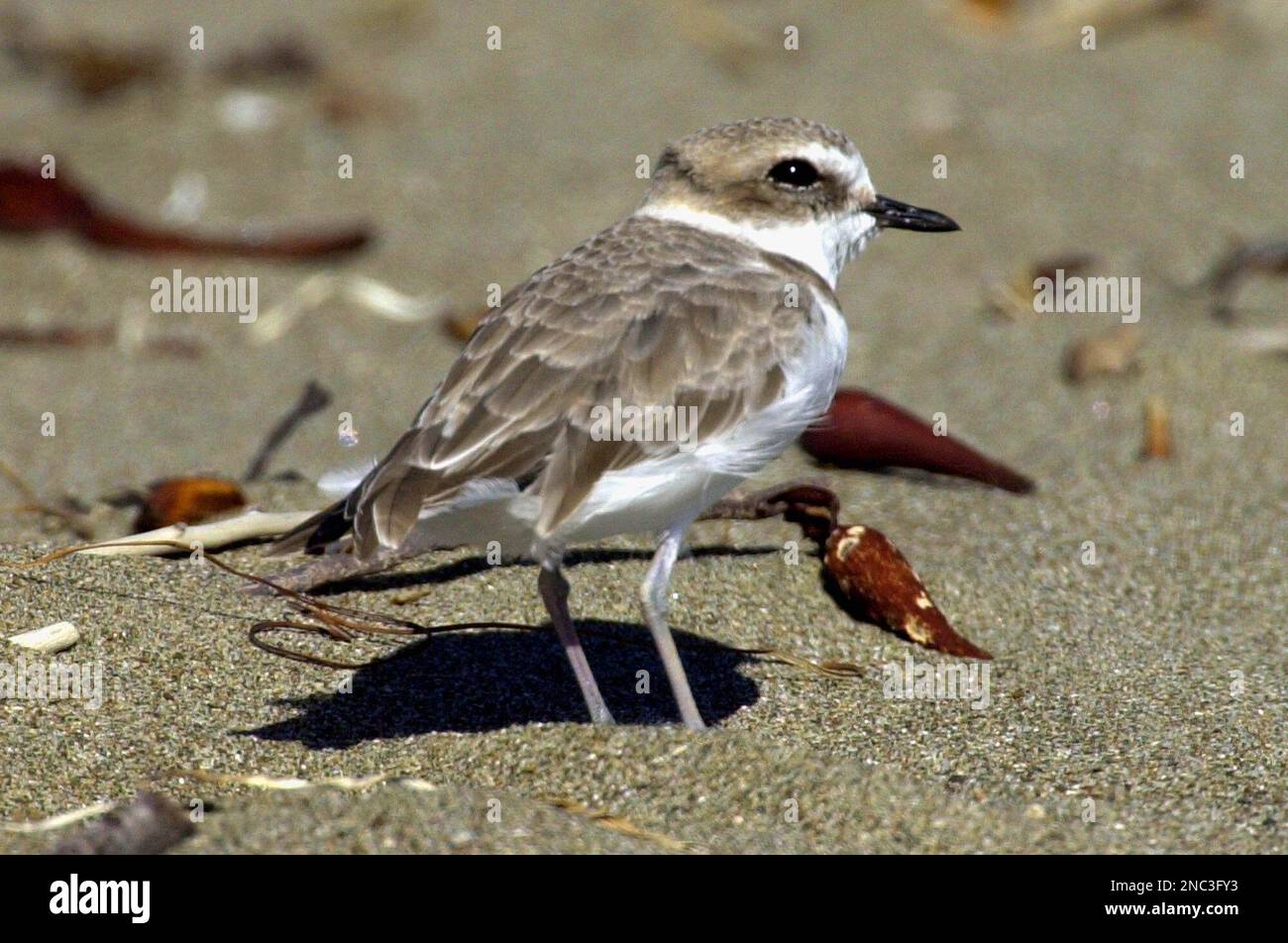 FILE - This Sept. 27, 2001 file photo shows a western snowy plover at a ...