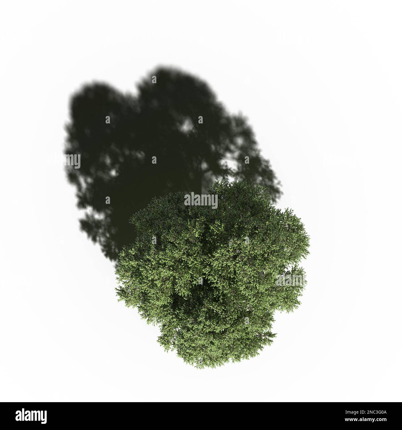 tree with a shadow under it, top view, isolated on white background, 3D ...