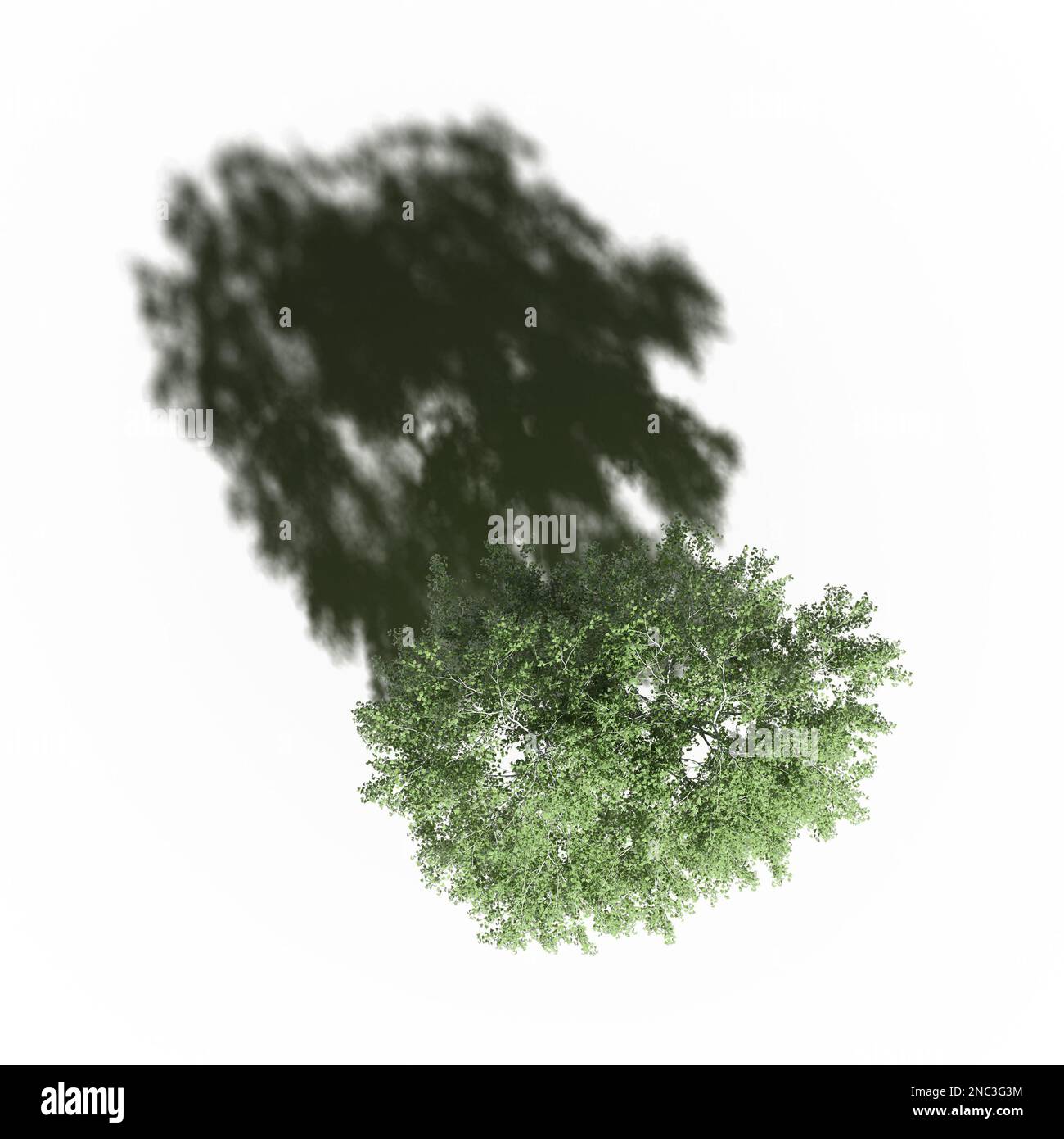 tree with a shadow under it, top view, isolated on white background, 3D ...