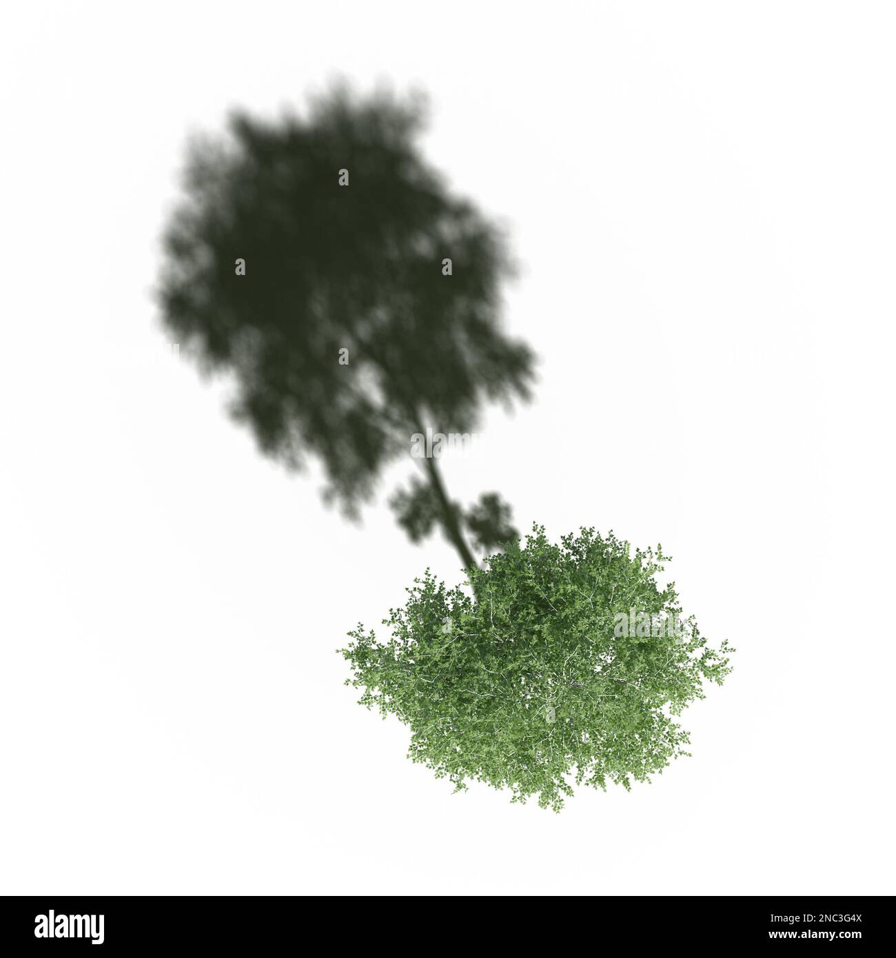 tree with a shadow under it, top view, isolated on white background, 3D ...