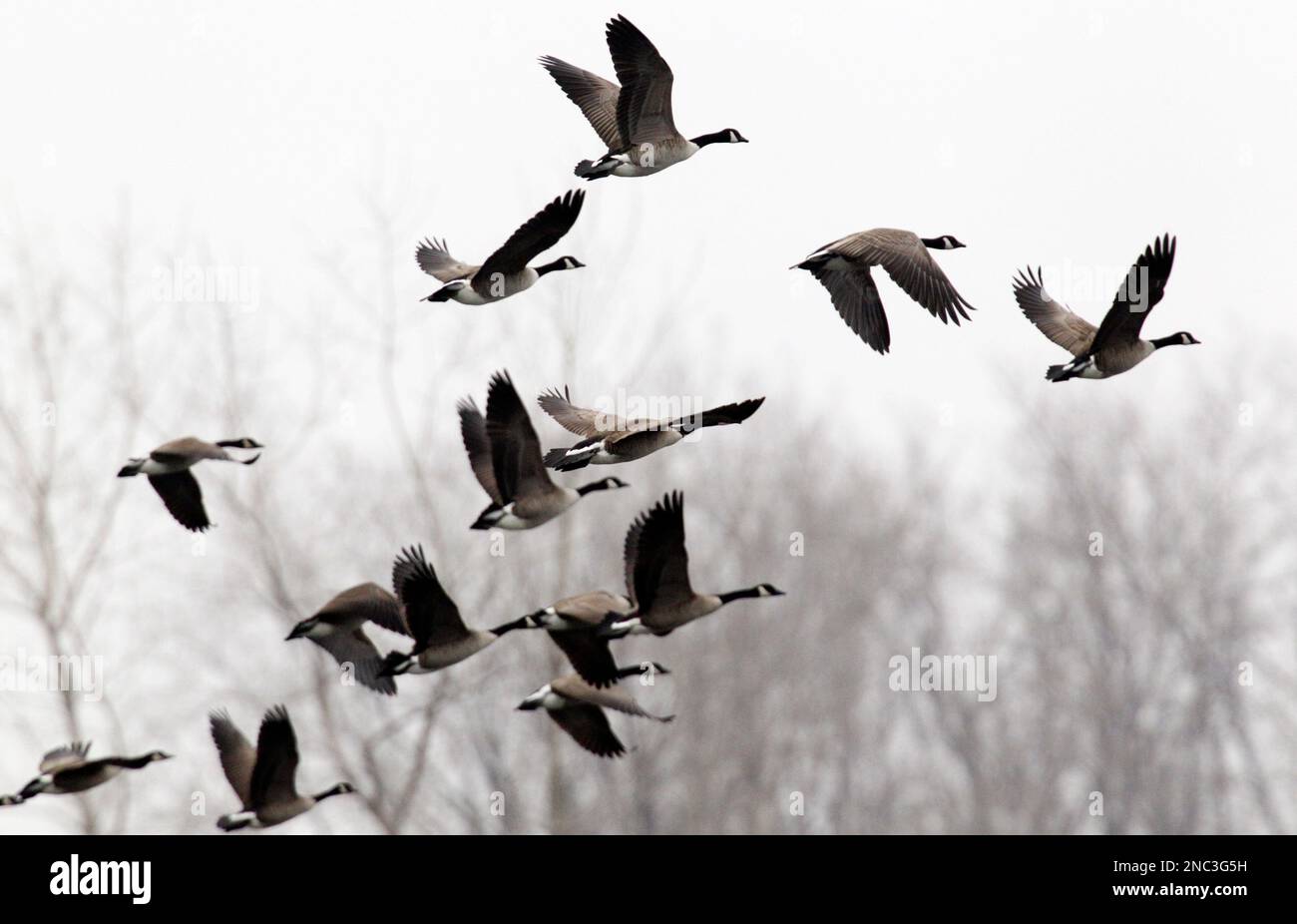 A flock of Canada geese fly over a pond during the mild spring weather ...