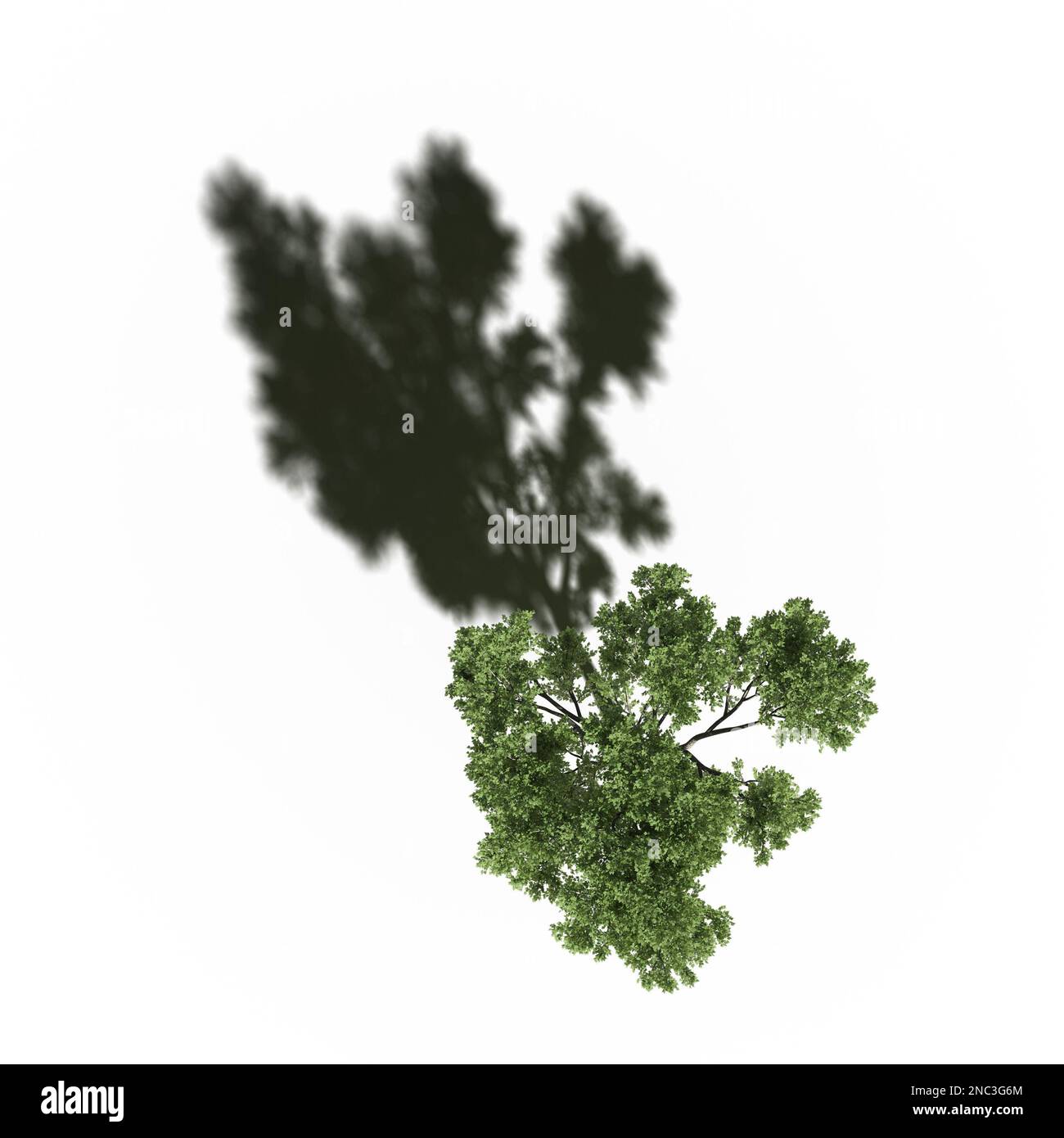 tree with a shadow under it, top view, isolated on white background, 3D ...