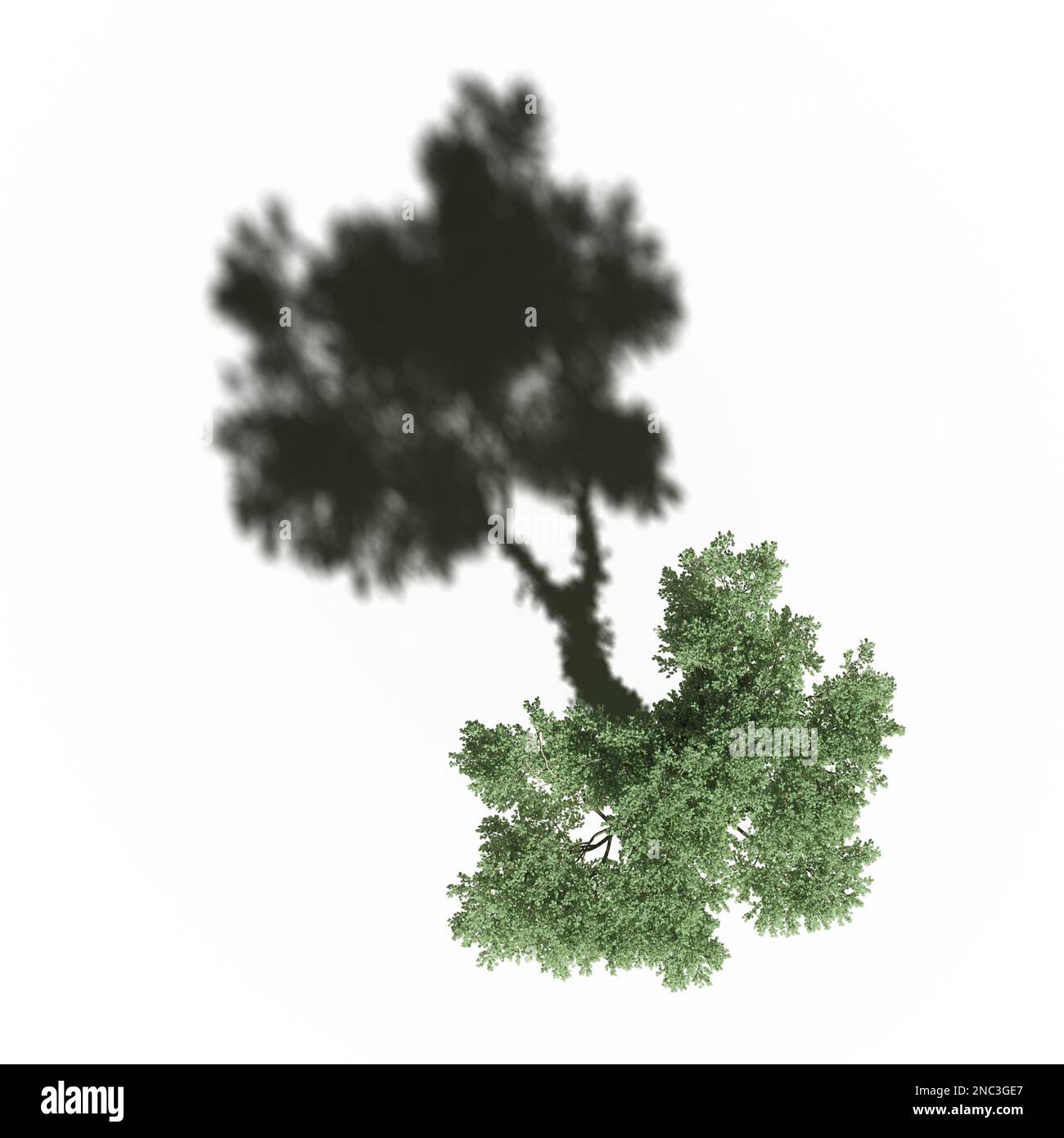 tree with a shadow under it, top view, isolated on white background, 3D ...