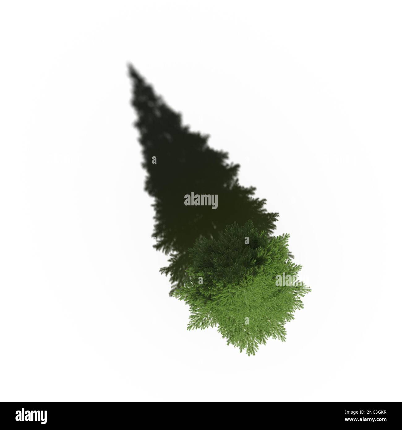 tree with a shadow under it, top view, isolated on white background, 3D ...
