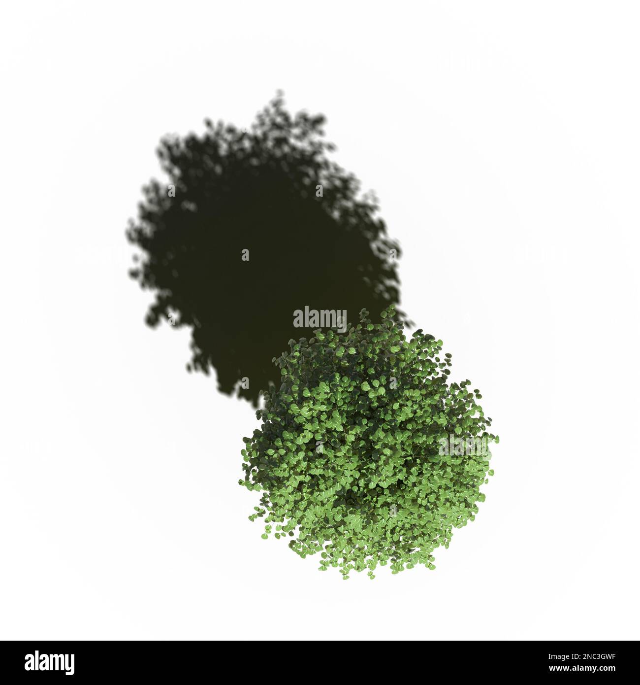 tree with a shadow under it, top view, isolated on white background, 3D ...
