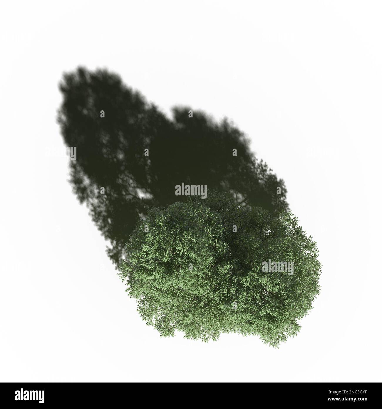 tree with a shadow under it, top view, isolated on white background, 3D ...