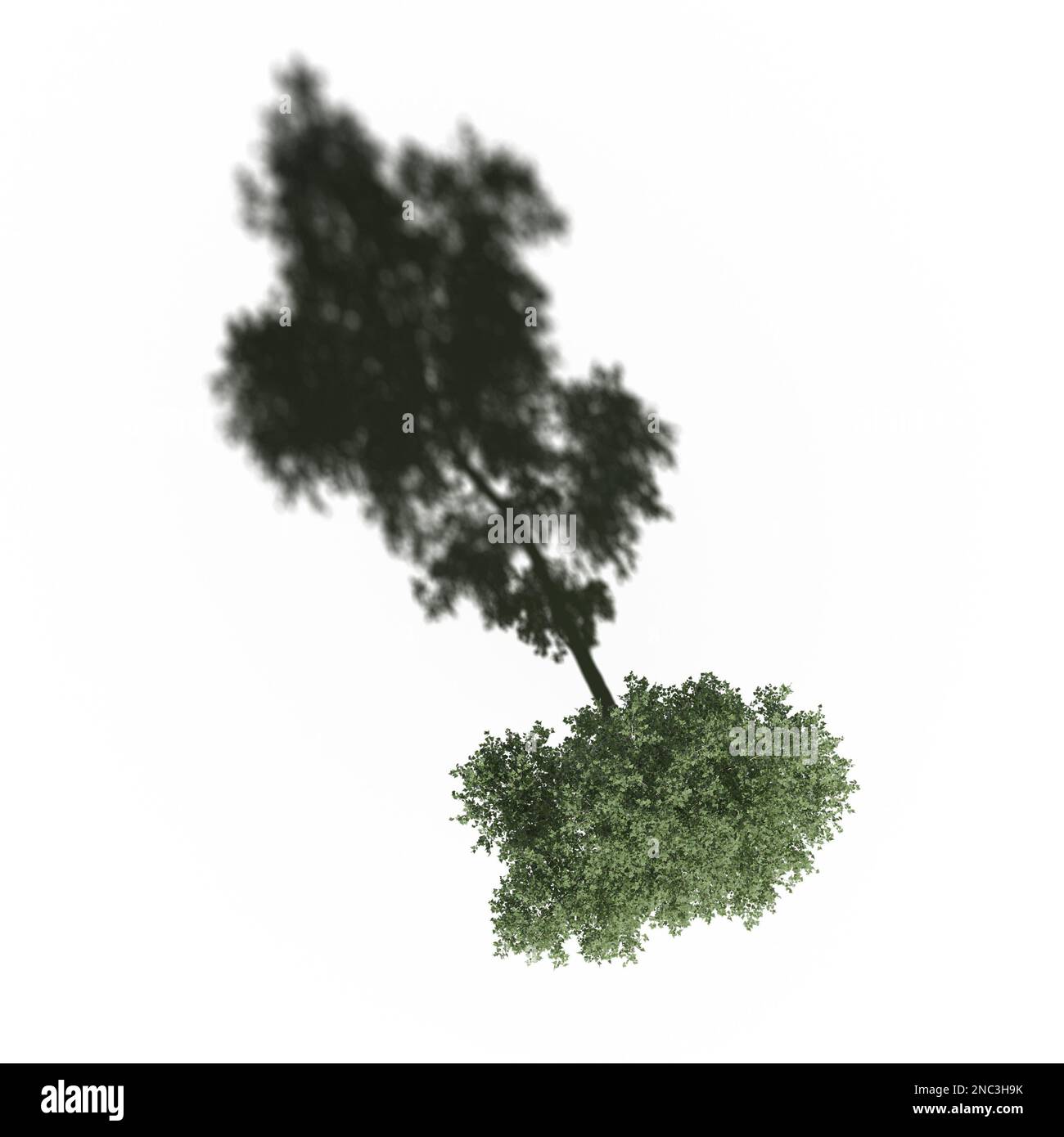 tree with a shadow under it, top view, isolated on white background, 3D ...