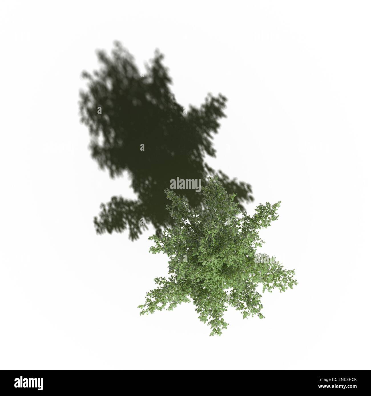 tree with a shadow under it, top view, isolated on white background, 3D ...
