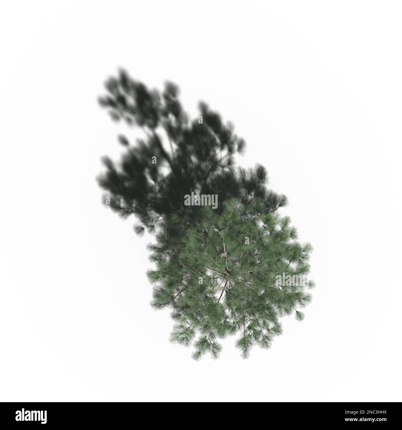 tree with a shadow under it, top view, isolated on white background, 3D ...