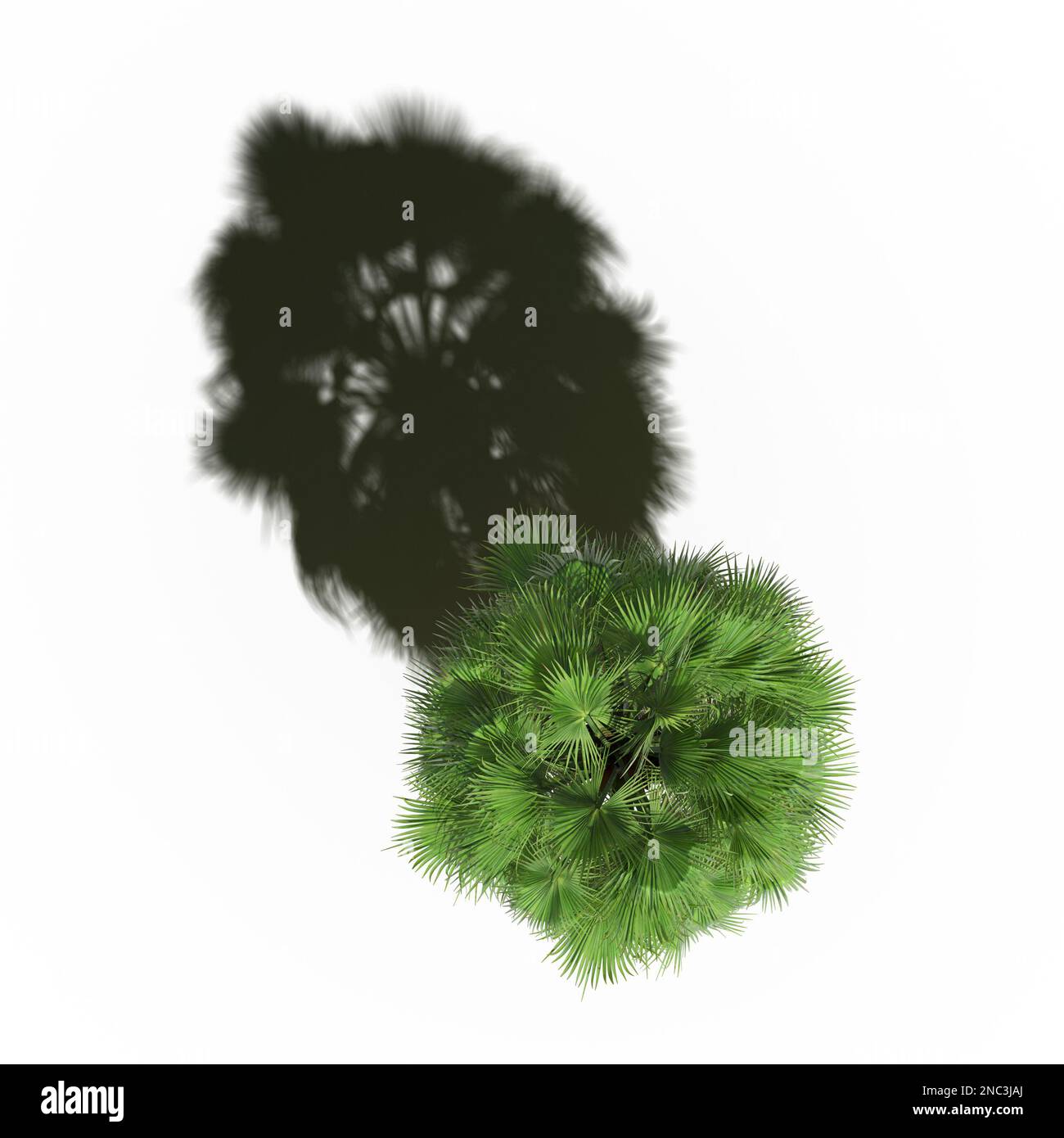 tree with a shadow under it, top view, isolated on white background, 3D ...