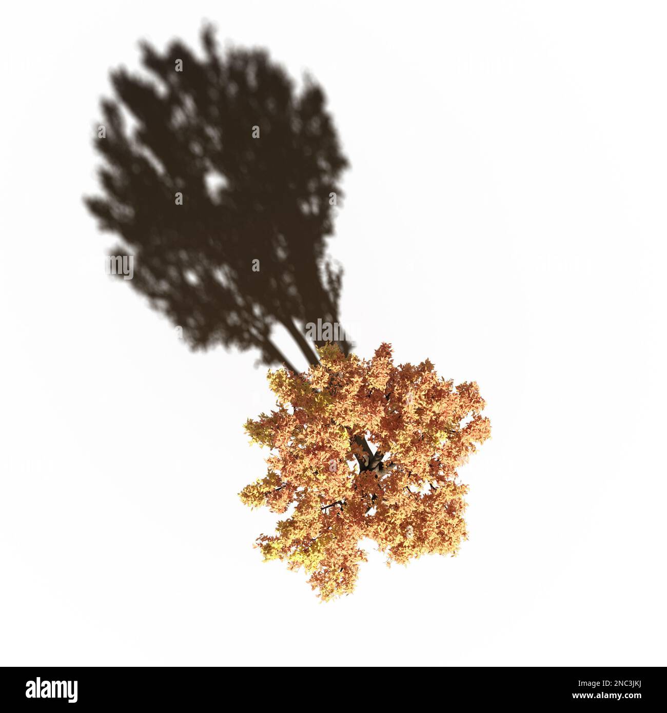 tree with a shadow under it, top view, isolated on white background, 3D ...