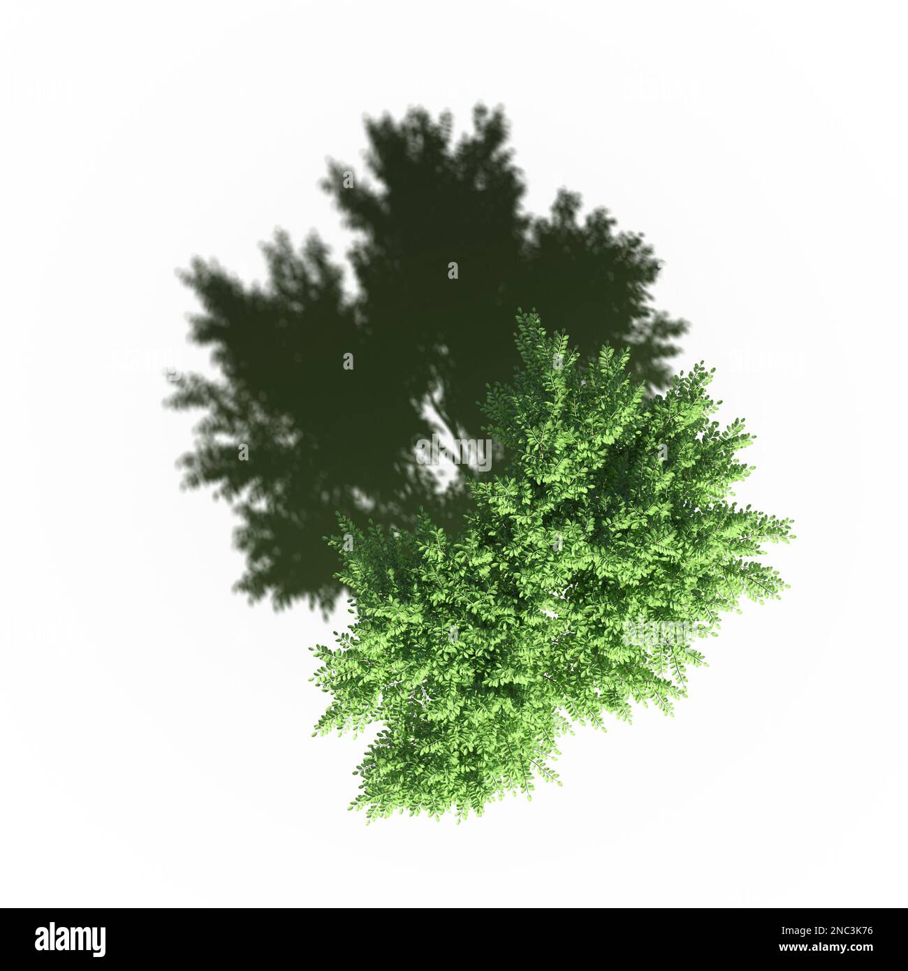 tree with a shadow under it, top view, isolated on white background, 3D ...