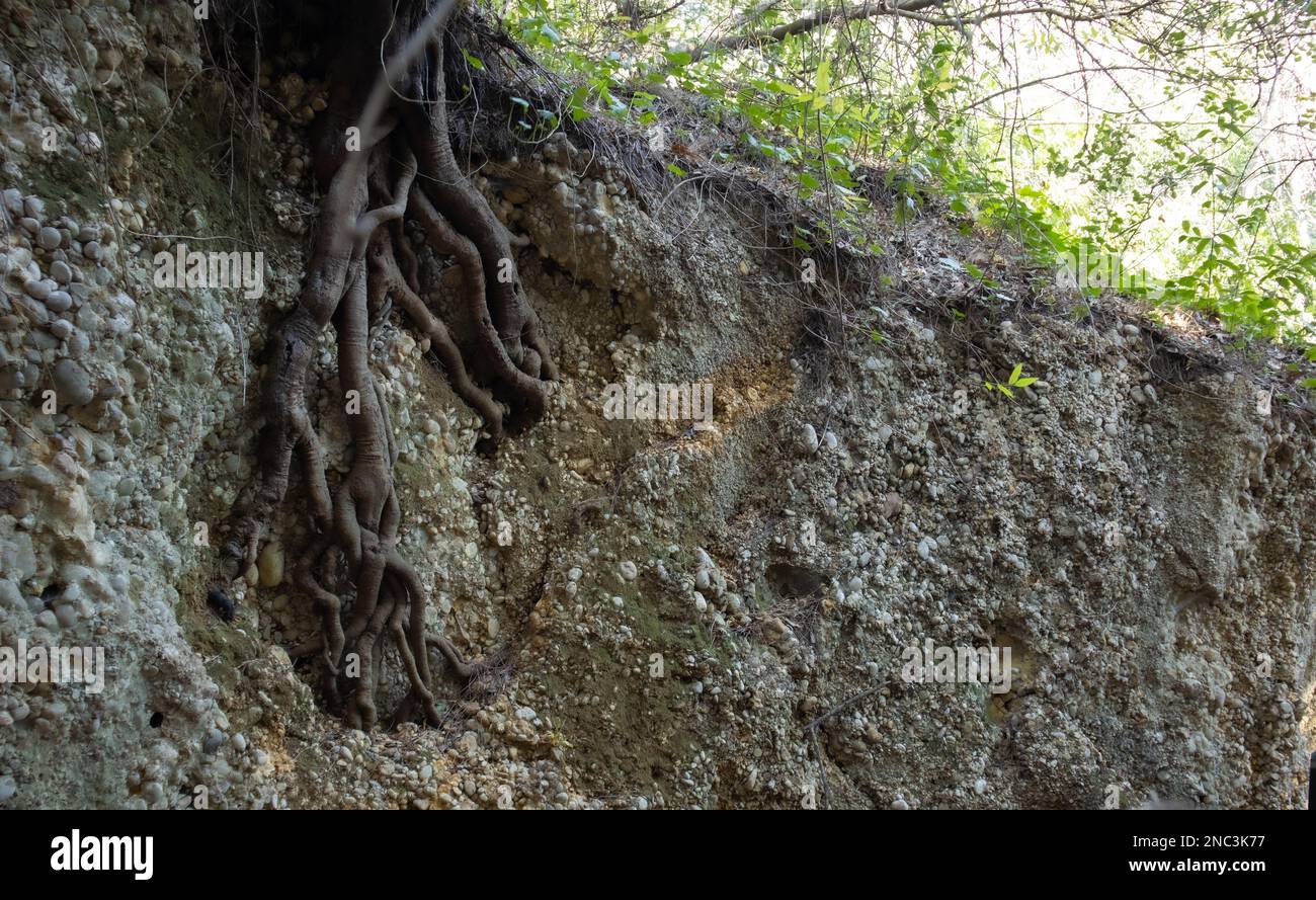 Massive tree roots sprouting on the mountainside Stock Photo - Alamy