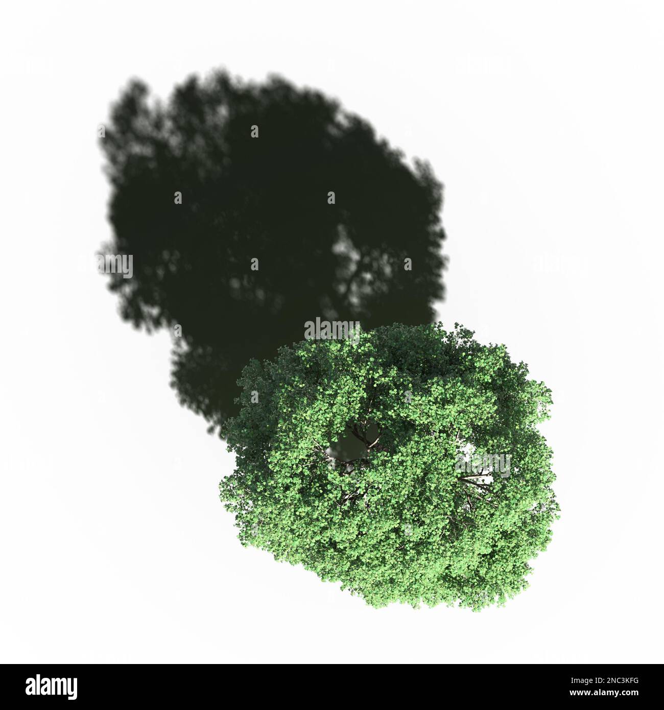 tree with a shadow under it, top view, isolated on white background, 3D ...