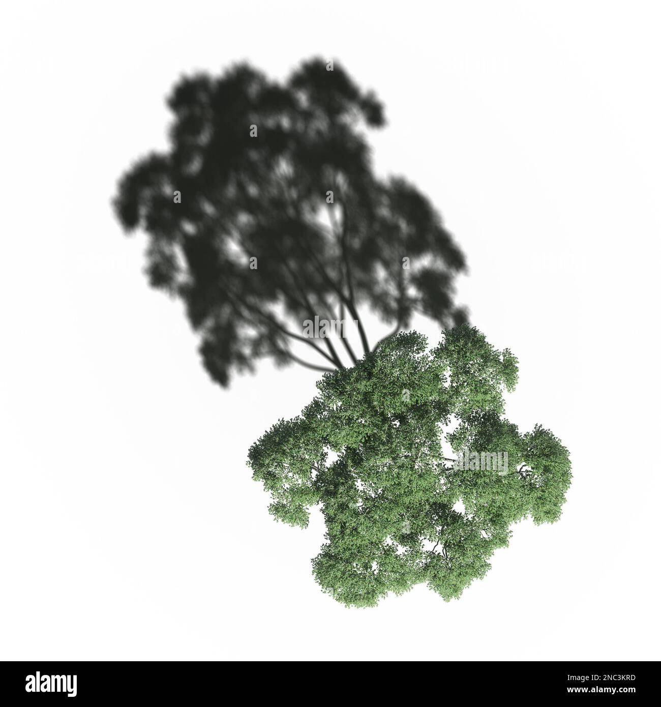 tree with a shadow under it, top view, isolated on white background, 3D ...
