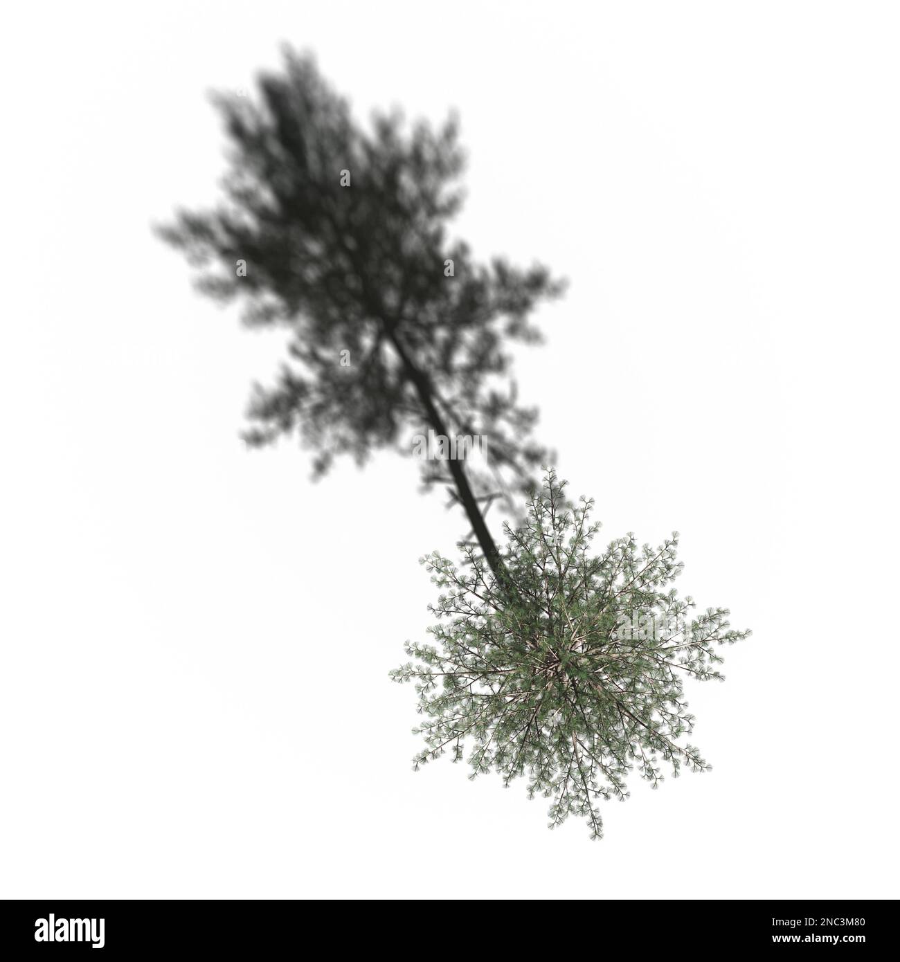 tree with a shadow under it, top view, isolated on white background, 3D ...